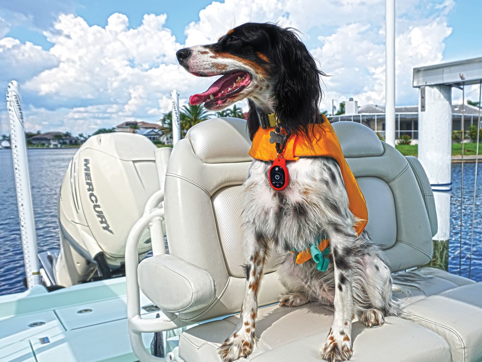 Best Gear for Boating Dogs | Boating Mag Best Gear for Boating Dogs | Boating Mag